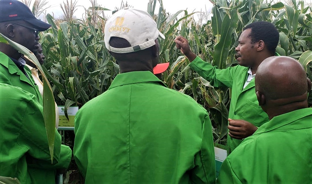 New costing tool helps sharpen crop breeding investments ...