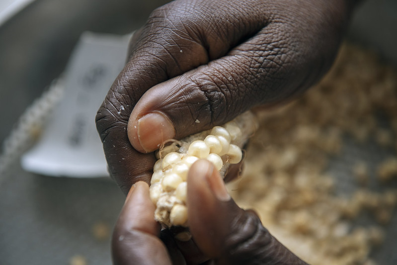 African breeding programs leap forward by accessing new genotyping data ...