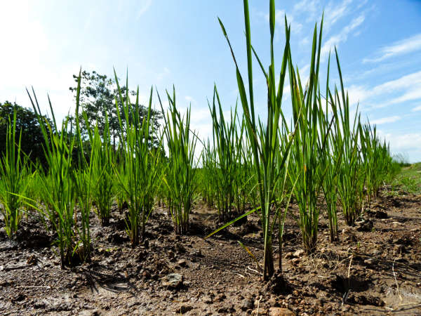 New project aims to modernize rice breeding in Africa ...