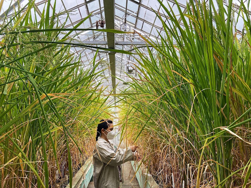 IRRI overcomes barriers and bottlenecks towards a rice breeding ...